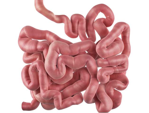 Tenké črevo - ZDRAVIE.sk