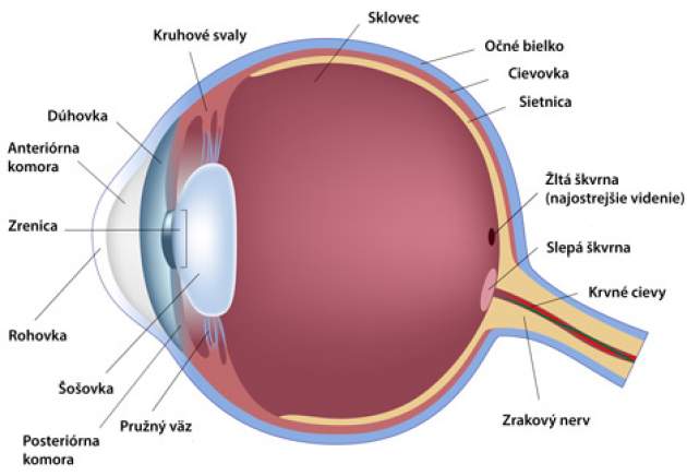 Degenerácia oka - ZDRAVIE.sk