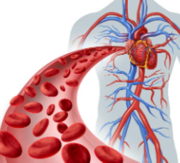 Pozor, toto má vplyv na vaše srdce a cievy! - ZDRAVIE.sk