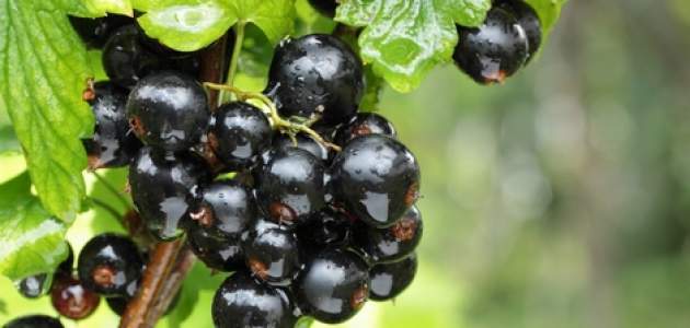 Červené alebo čierne? Ktoré ríbezle sú pre vás zdravšie? - ZDRAVIE.sk