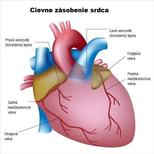 Srdce - Srdce - cievy (2 / 5) - Galéria - ZDRAVIE.sk