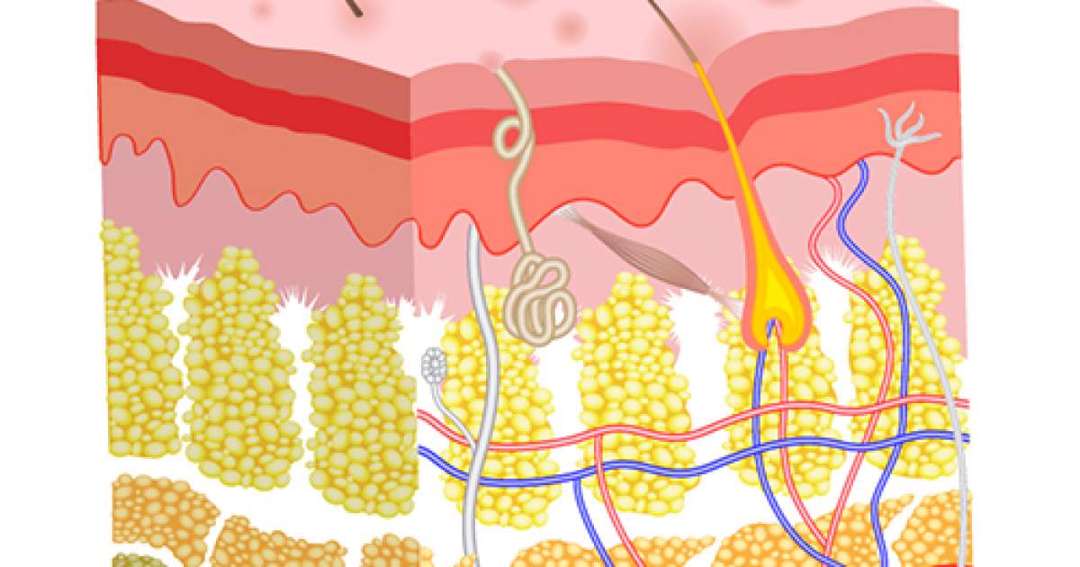Anatómia kože - ZDRAVIE.sk