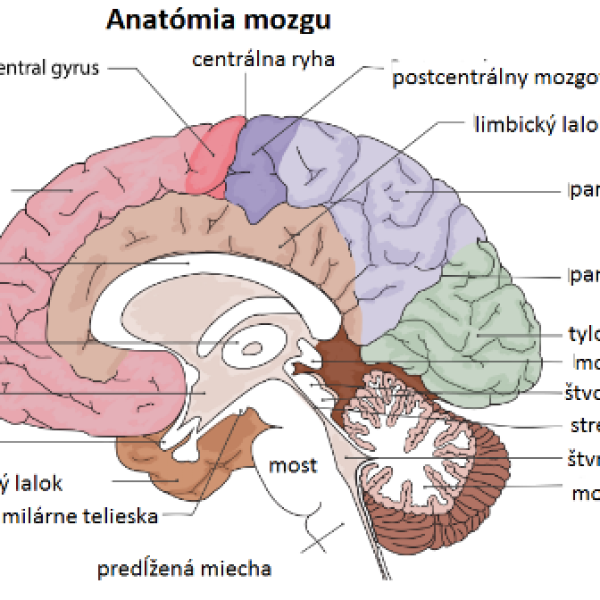 Mozog - Anatómia mozgu (1 / 2) - Galéria - ZDRAVIE.sk