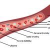 Krvný rozbor - čo znamenajú jednotlivé hodnoty? - ZDRAVIE.sk