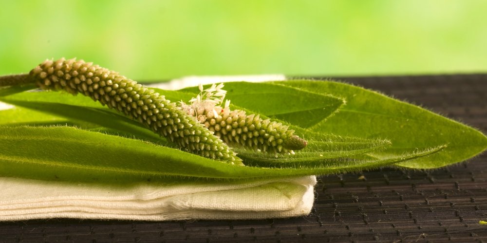 Skorocel kopijovitý (Plantago lanceolata L.) - ZDRAVIE.sk