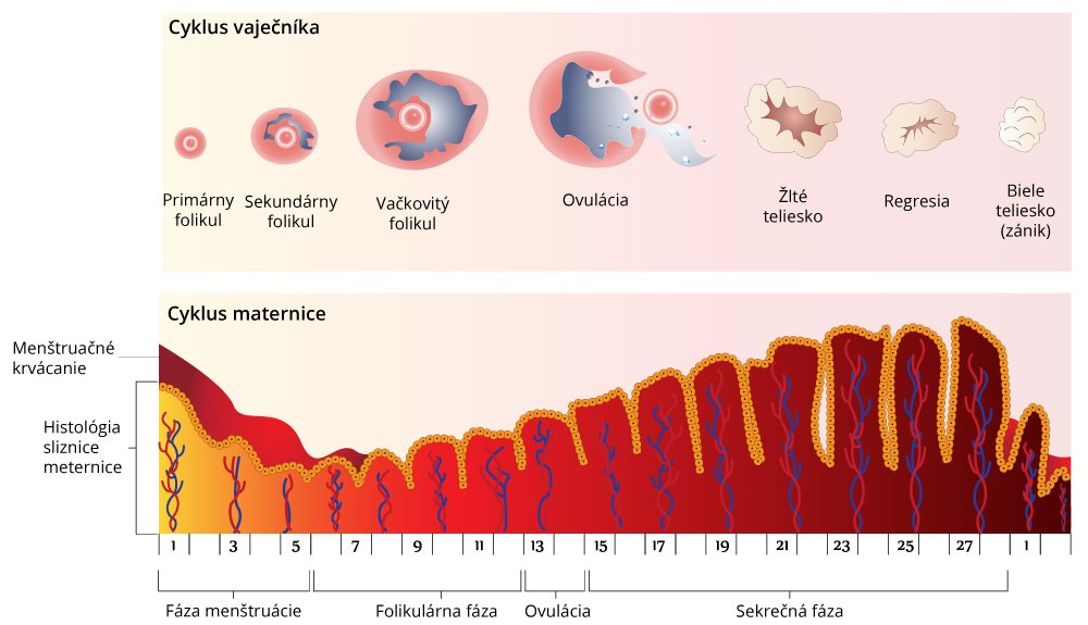 Anatómia pohlavných orgánov - Cyklus maternice a vaječníka (4 / 7 ...
