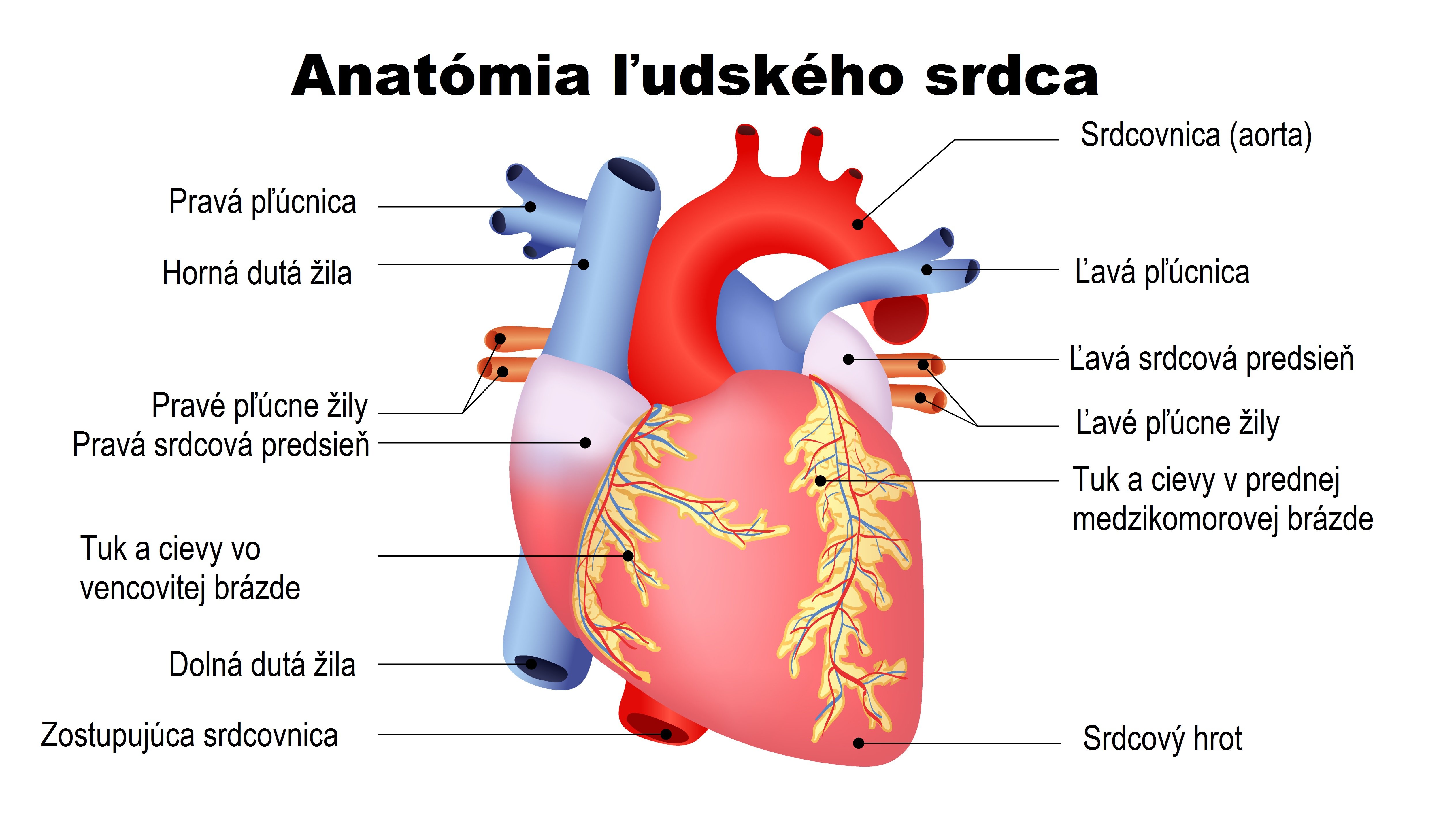 Srdce - Srdce - anatómia (1 / 5) - Galéria - ZDRAVIE.sk