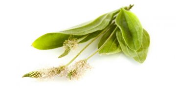 Skorocel kopijovitý (Plantago lanceolata L.) - ZDRAVIE.sk