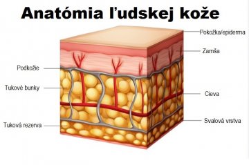 Koža - Anatómia kože (1 / 6) - Galéria - ZDRAVIE.sk