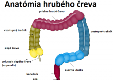 Tráviaca sústava - Anatómia hrubého čreva (2 / 3) - Galéria - ZDRAVIE.sk