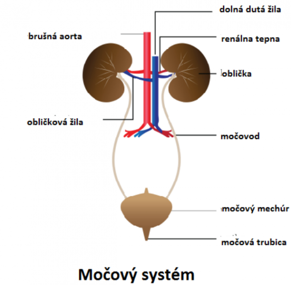 Močová sústava - Močový systém (1 / 2) - Galéria - ZDRAVIE.sk