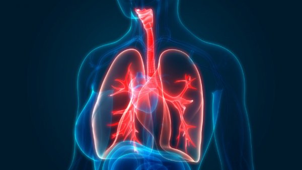Pľúca - ZDRAVIE.sk
