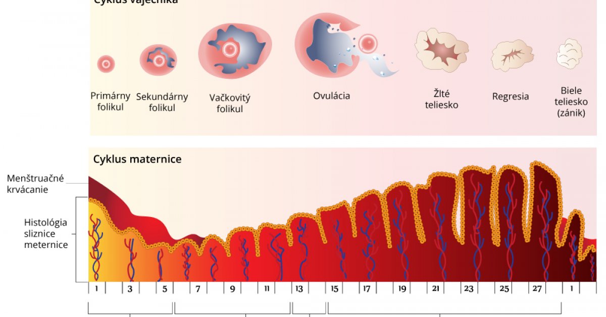 Anatómia pohlavných orgánov - Cyklus maternice a vaječníka (4 / 7 ...