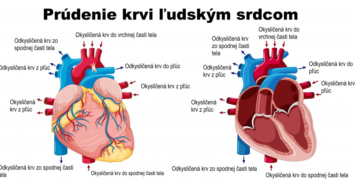 Srdce - Srdce - krv (3 / 5) - Galéria - ZDRAVIE.sk