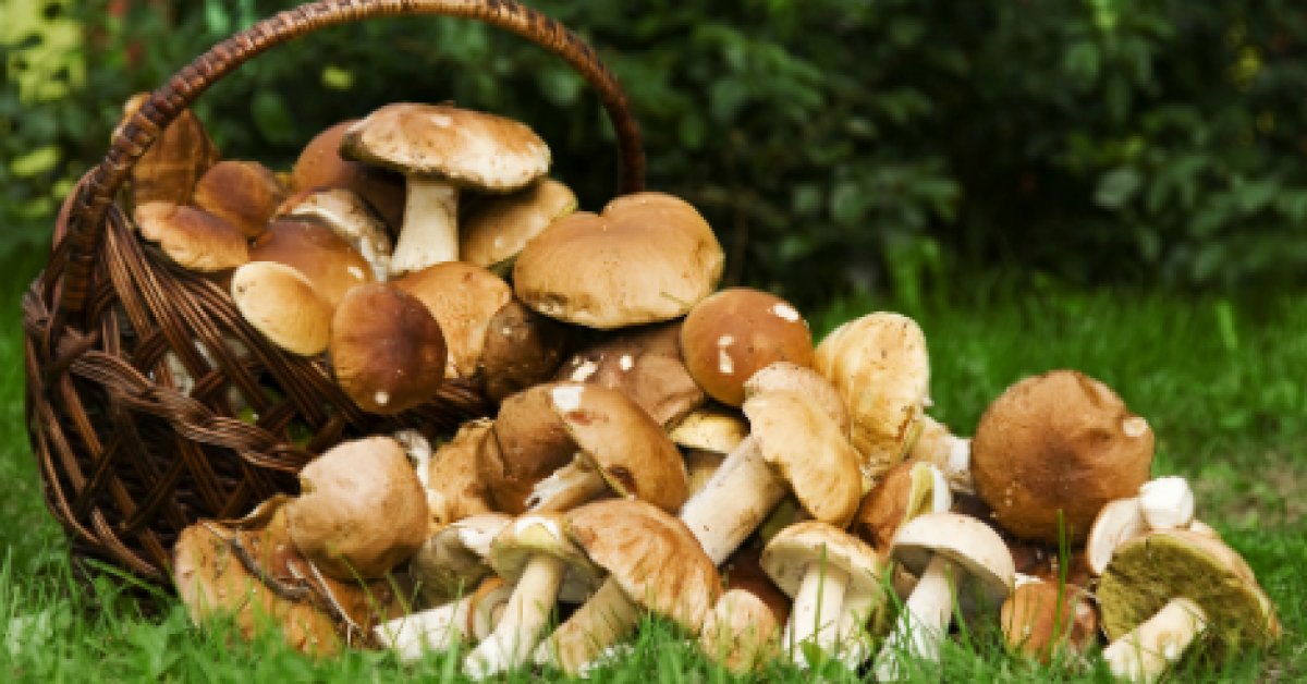 Jedzte huby, predídete chorobám! - ZDRAVIE.sk