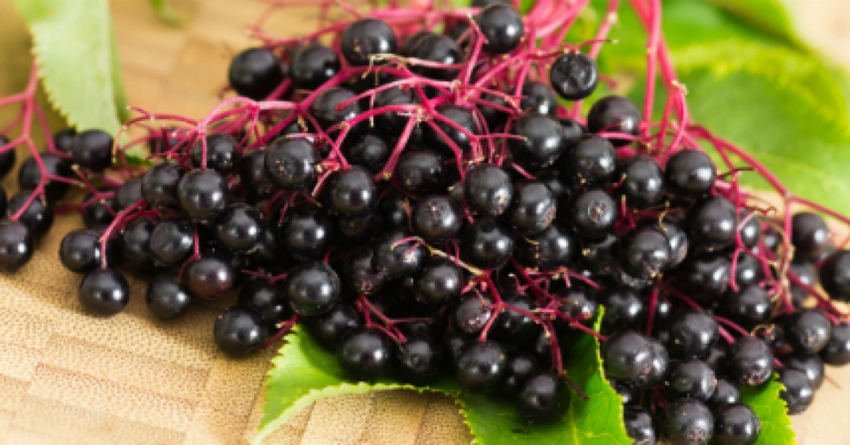 Baza čierna je veľmi výživná, nekonzumujte ju však surovú! - ZDRAVIE.sk