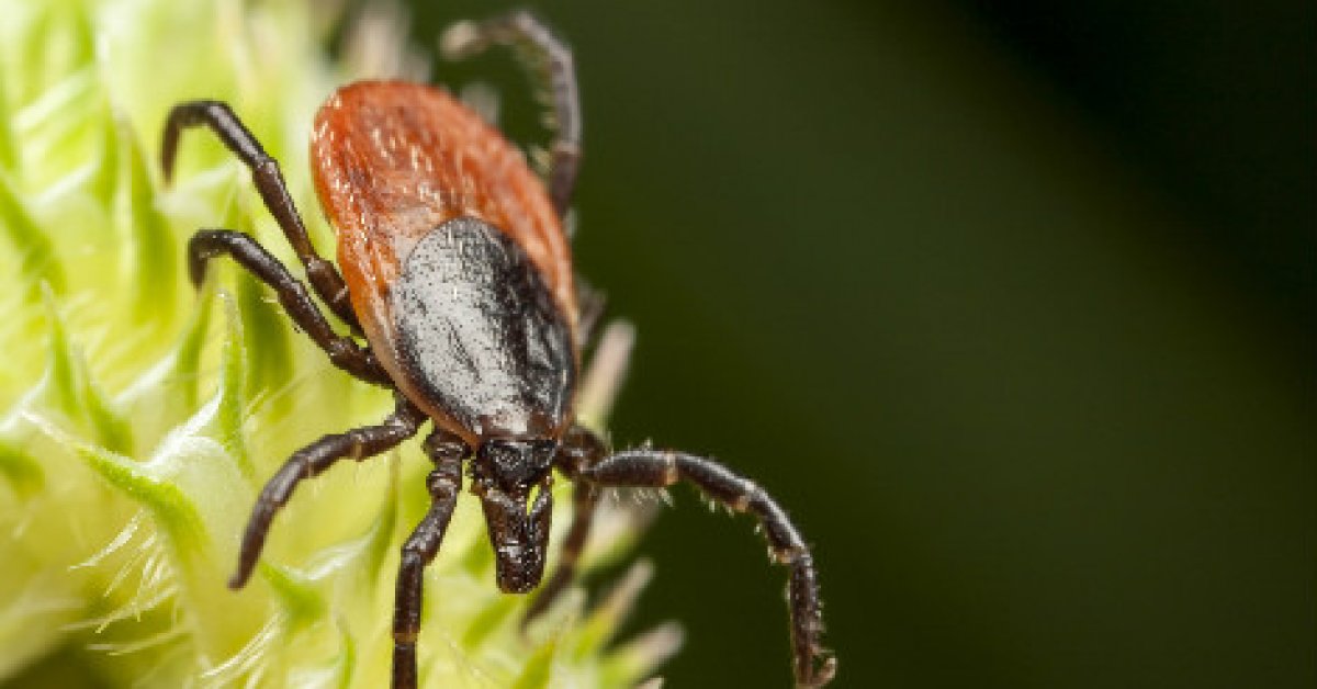 Ako vybrať kliešťa? - ZDRAVIE.sk