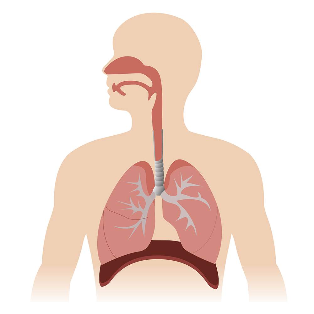 Obličky - ZDRAVIE.sk