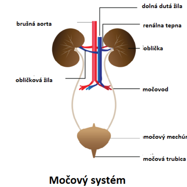 Močová sústava - Močový mechúr (2 / 2) - Galéria - ZDRAVIE.sk