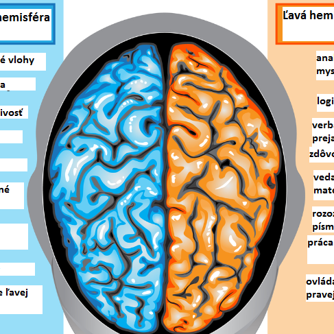 Mozog - Anatómia mozgu (1 / 2) - Galéria - ZDRAVIE.sk