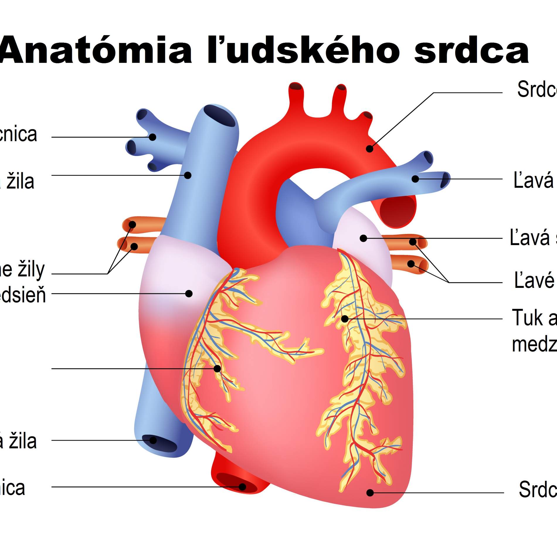 Srdce - Srdce - anatómia (1 / 5) - Galéria - ZDRAVIE.sk