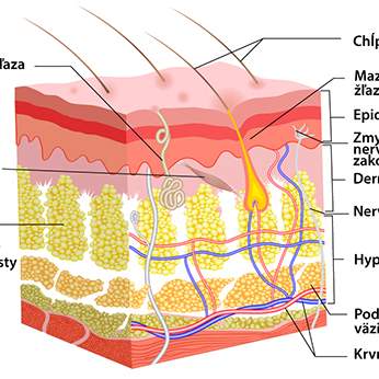 Anatómia kože - Anatómia kože (1 / 1) - Galéria - ZDRAVIE.sk