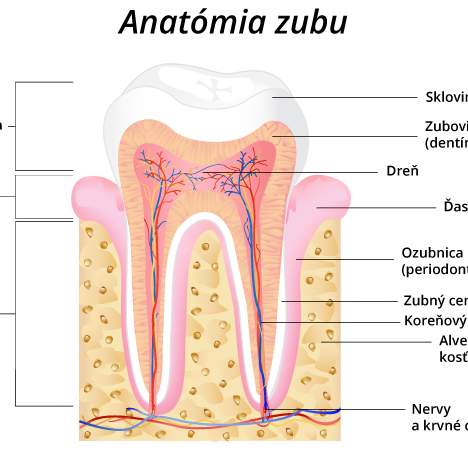 Zuby - Anatómia zubu (1 / 7) - Galéria - ZDRAVIE.sk