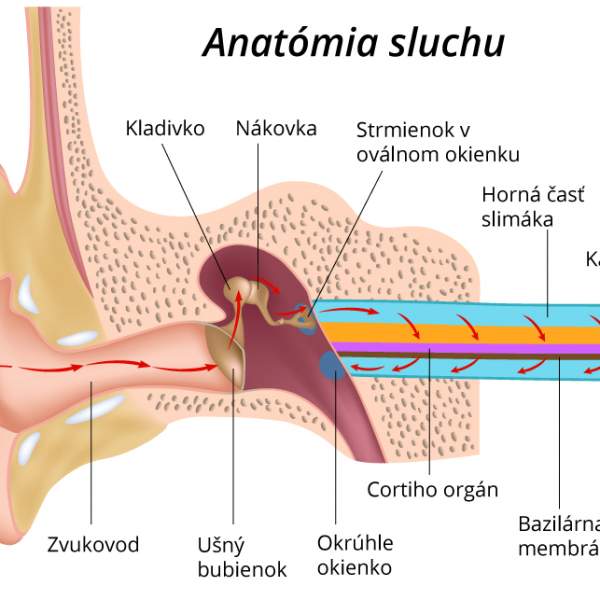 Anatómia ucha - Anatómia ucha (1 / 2) - Galéria - ZDRAVIE.sk