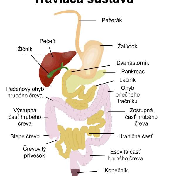 Tráviaca sústava - Anatómia hrubého čreva (2 / 3) - Galéria - ZDRAVIE.sk
