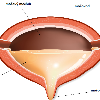 Močová sústava - Močový systém (1 / 2) - Galéria - ZDRAVIE.sk