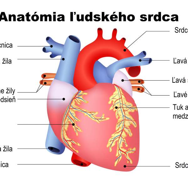 Srdce - Srdce - poloha v tele (4 / 5) - Galéria - ZDRAVIE.sk