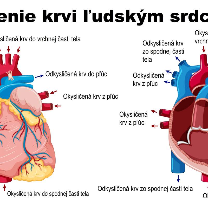 Srdce - Srdce - anatómia (1 / 5) - Galéria - ZDRAVIE.sk